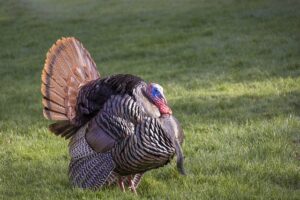 Wild Turkey Mating Season: Timing and Characteristics - The Outdoor Hunter
